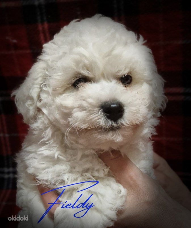 Bichon Frise - Tallinn, Koerad – okidoki