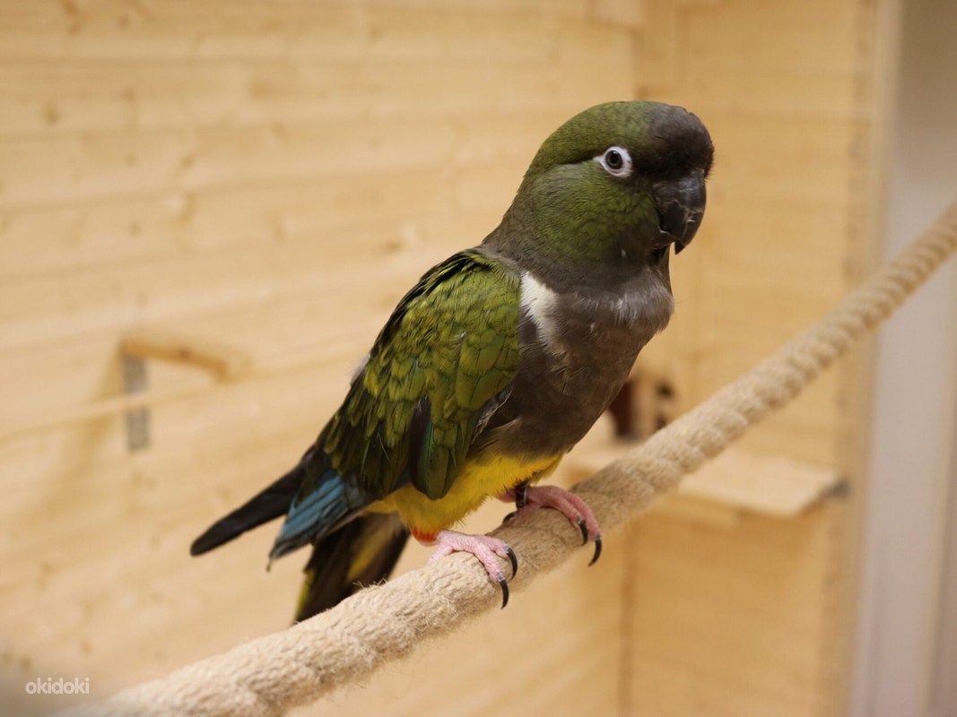 Patagoonia papagoi - Tallinn, Linnud – okidoki