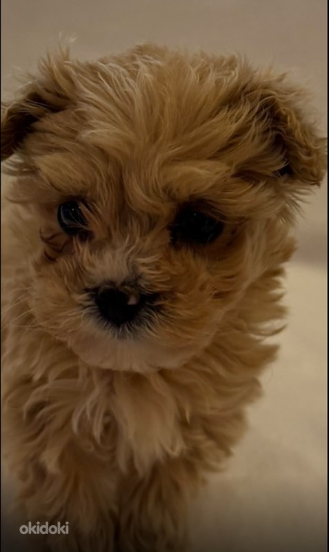 MALTIPOO KUTSIKAD - Tallinn, Koerad – okidoki