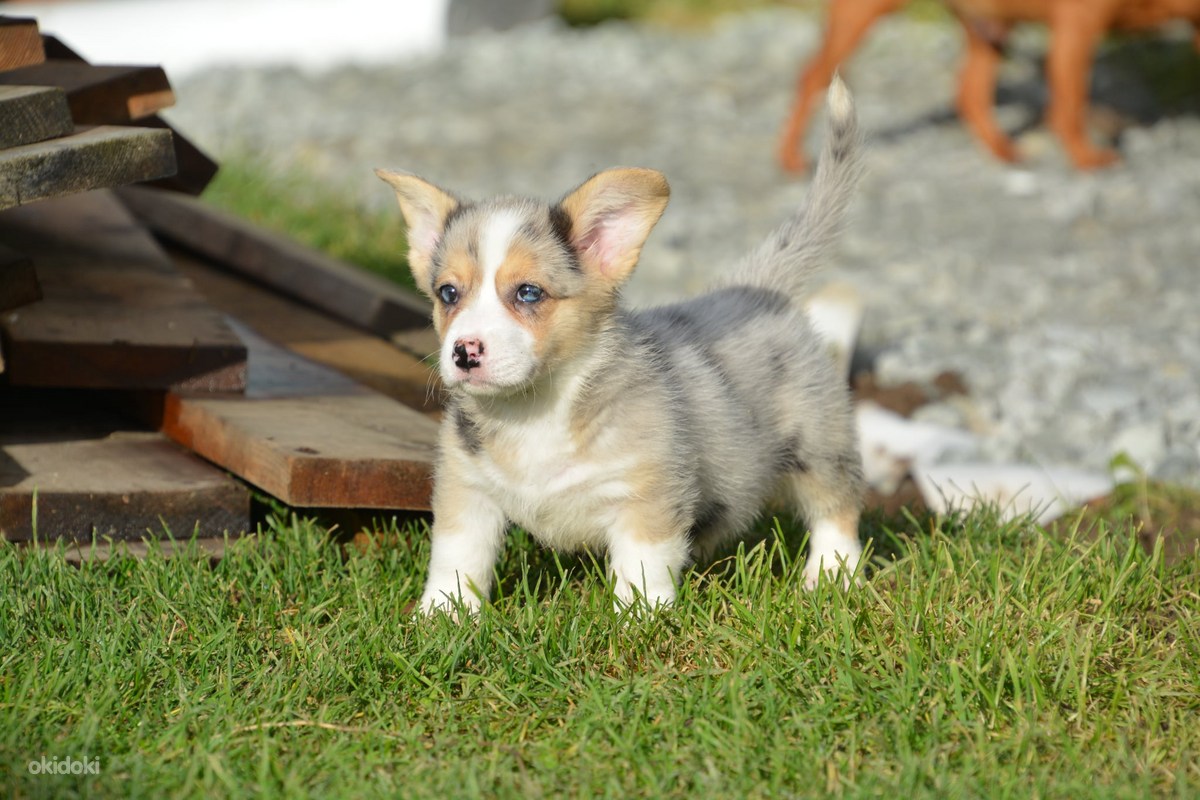 Corgi kutsikad - Tartu, Koerad – okidoki
