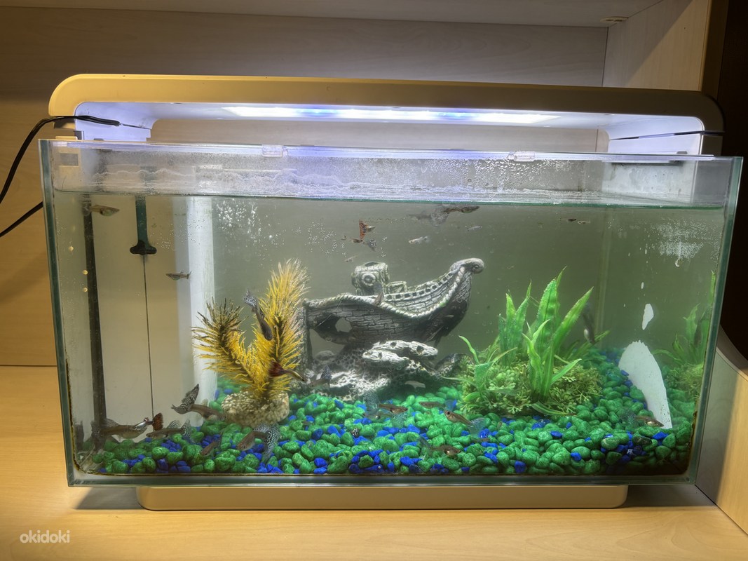 Müüme akvaariumi koos kalade, vetikate ja kõige muu vajalikuga ...