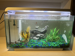 Müüme akvaariumi koos kalade, vetikate ja kõige muu vajalikuga ...