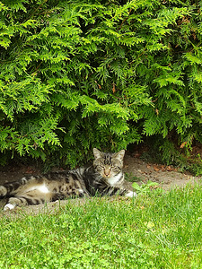 Kassid - osta soodsalt okidoki-l