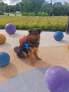 Saksa lambakoer ja berni alpi karjakoera segu. - Tallinn, Koerad – okidoki