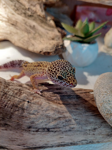 Eksootilised loomad - osta soodsalt okidoki-l