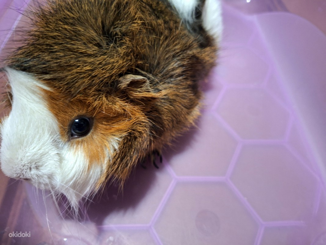 Müüa merisiga - Kohtla-Järve, Ida-Virumaa, Närilised – okidoki