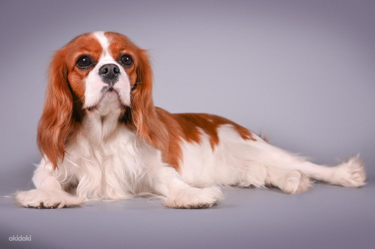 Cavalier King Charles Spaniel - Ikla, Häädemeeste vald, Pärnumaa ...