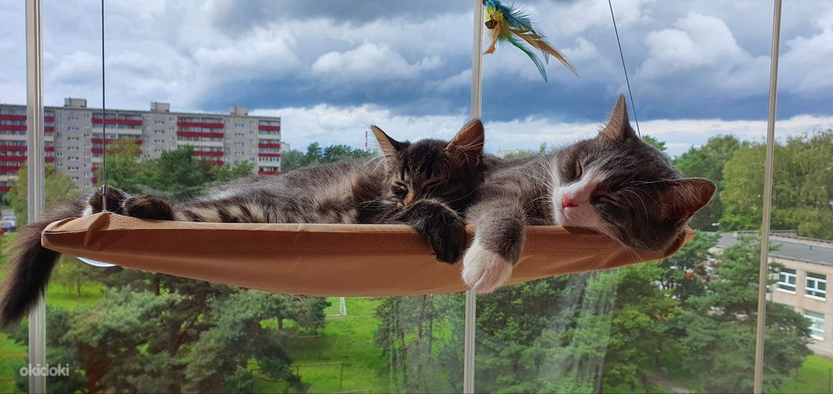 Подвесной гамак для кошки - Tallinn, Товары для животных – okidoki