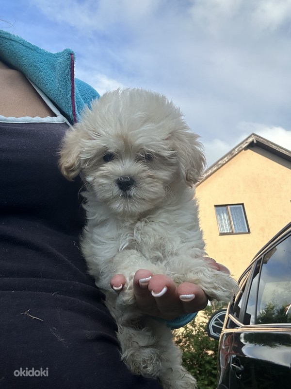 Maltipoo kutsikad - Tallinn, Koerad – okidoki