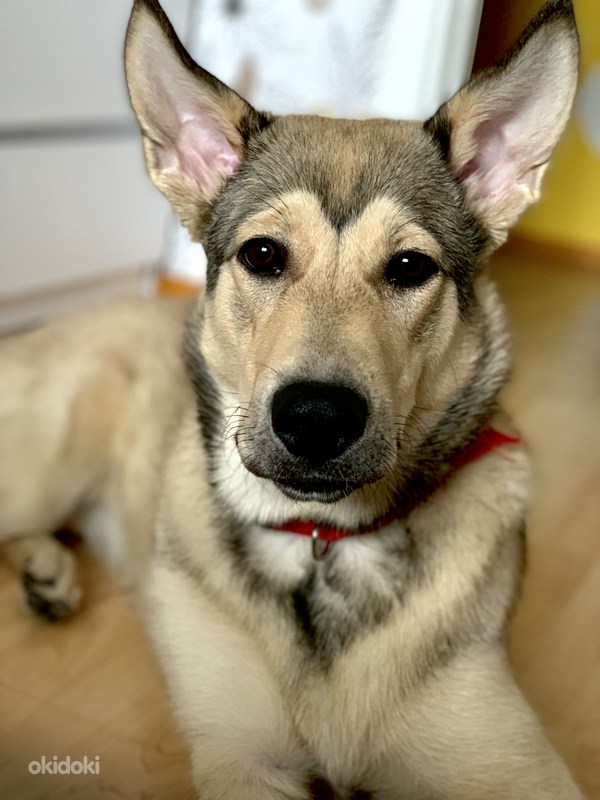 Noor emane koer - Pärnu, Koerad – okidoki