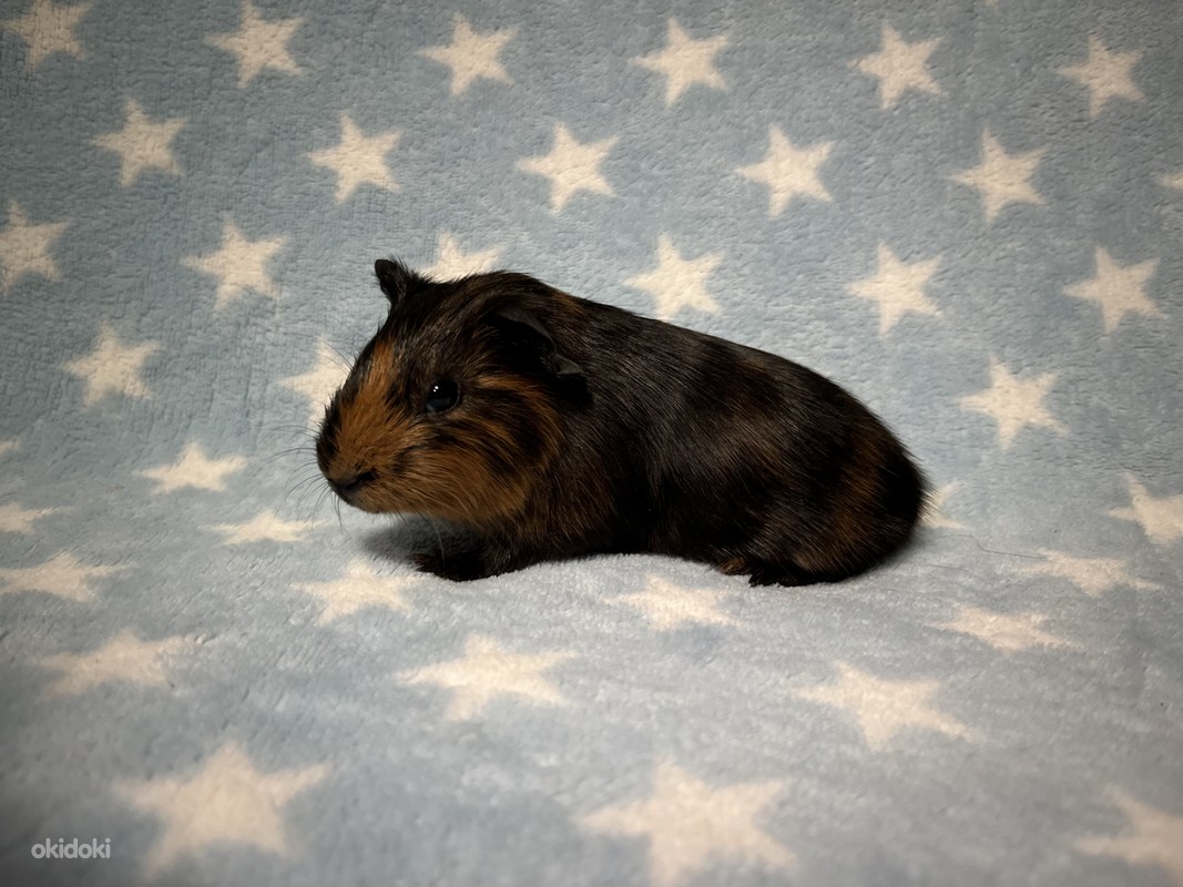 Merisiga isane - Narva, Närilised – okidoki