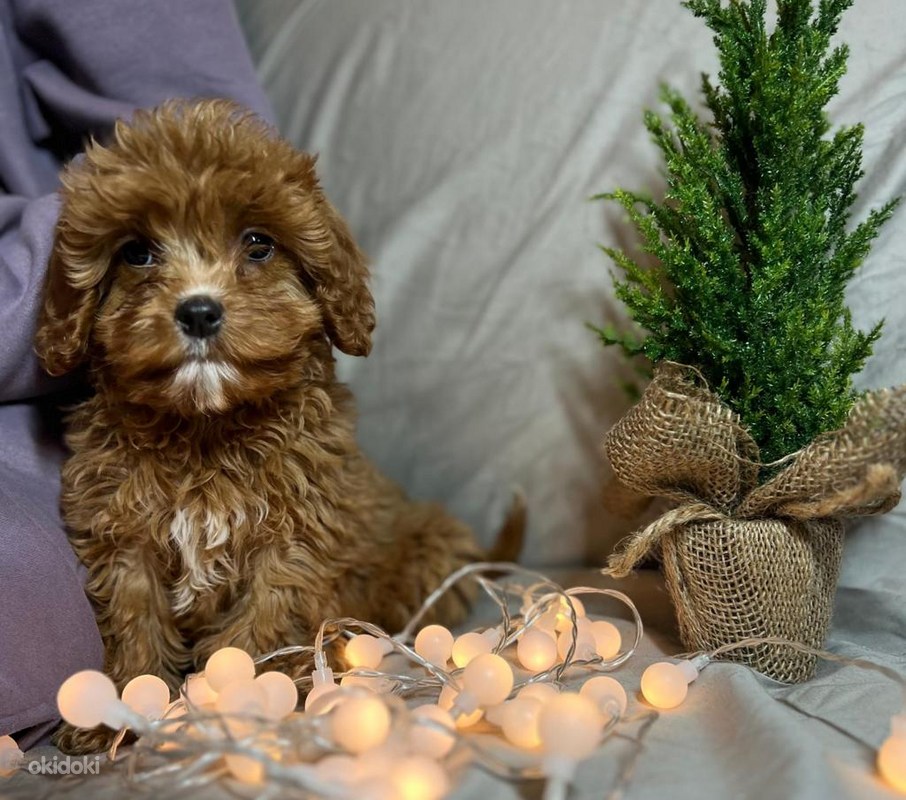 Cavapoo kutsikad - Tallinn, Koerad – okidoki