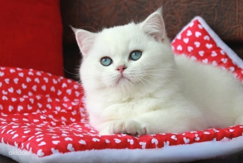 Briti kass. British cat. Silver shaded chinchilla. - Tallinn, Kassid ...