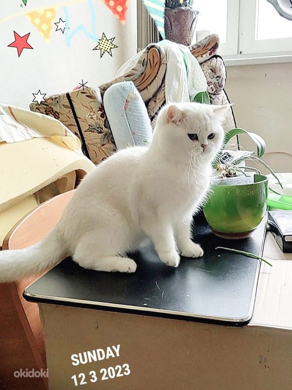 Briti kass, hõbedane tsintsilja. BRI ns 1133 - Tallinn, Kassid – okidoki