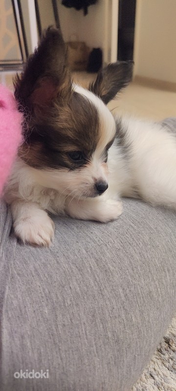 Papillon kutsikad - Tartu, Koerad – okidoki